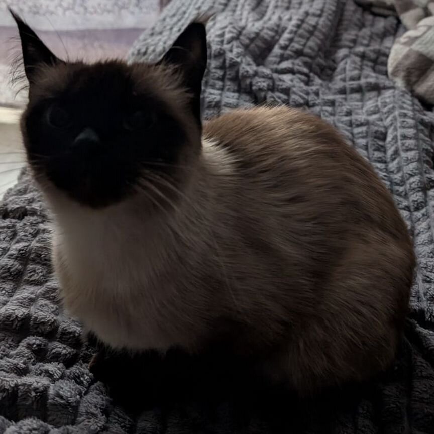 Сиамская, взрослая кошка