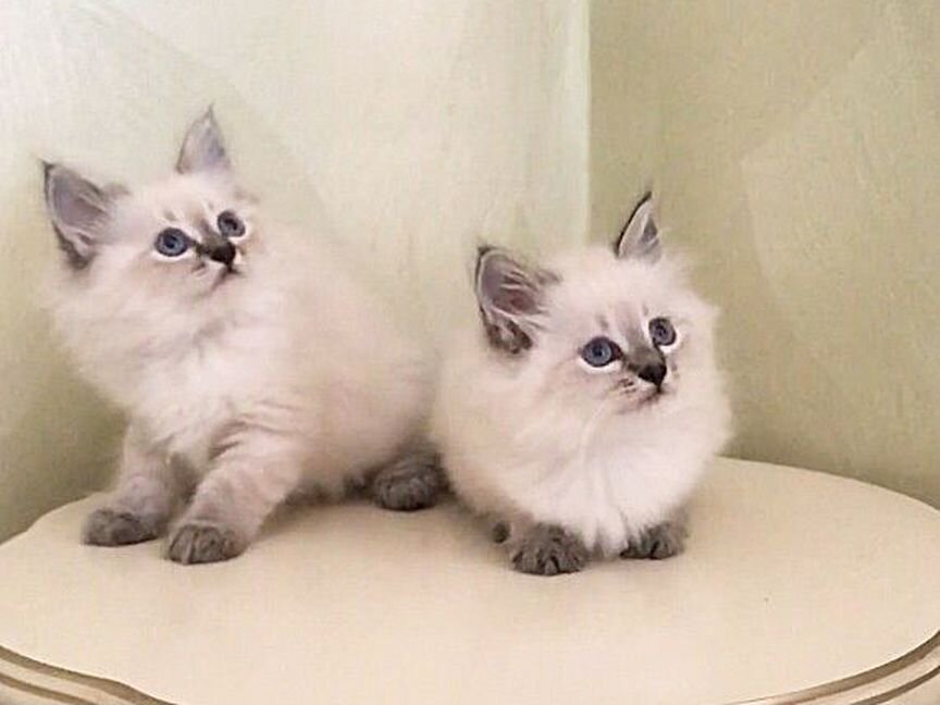 2 невские маскарадные девочки