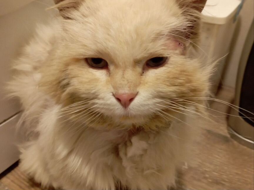 Самый ласковый в мире кот