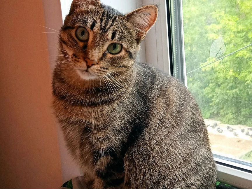 Барчи и Бунси в добрые руки