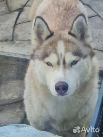 Собаки бесплатно в добрые руки Хаски