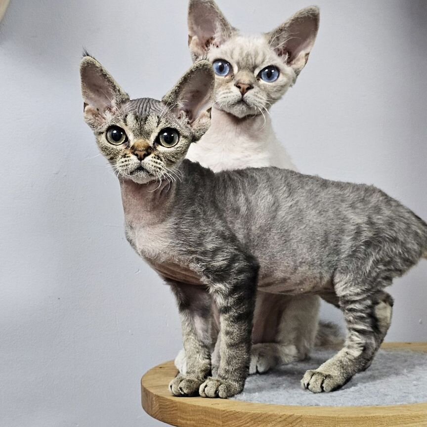 Котята девон-рекс