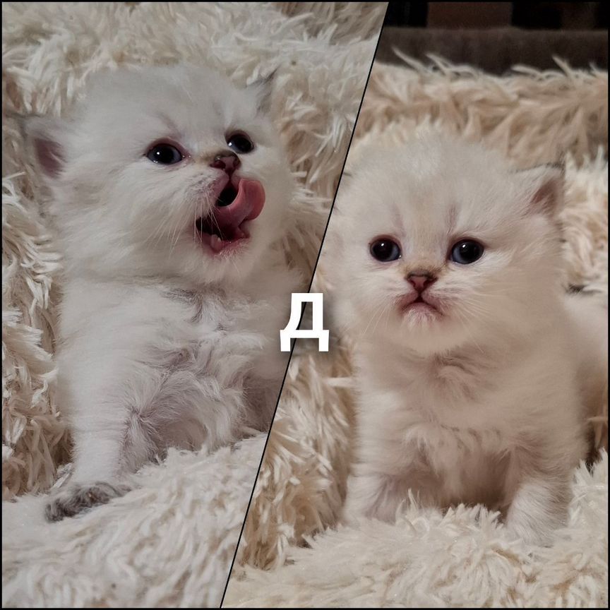 Шотландские вислоушки и прямоушки