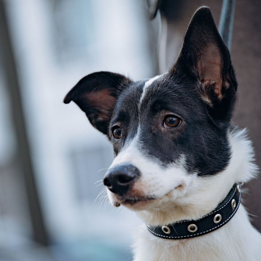 Щенок 6 мес мальчик в добрые руки