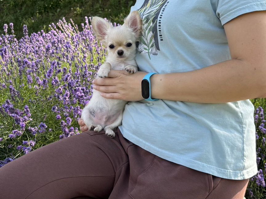 Маленький щенок чихуахуа