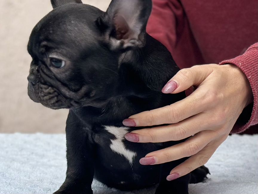 Французский бульдог шикарный мальчик