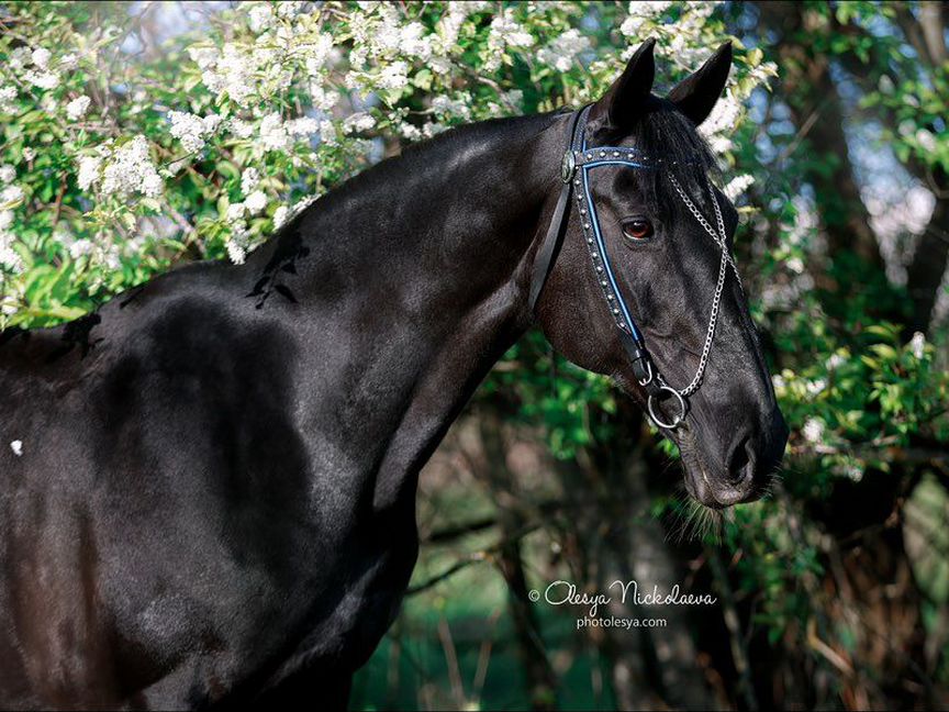 Уздечка для лошади (русский комплект)