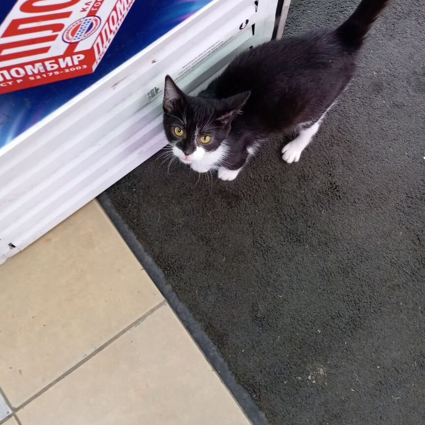 Отдам в добрые руки котенка девочку