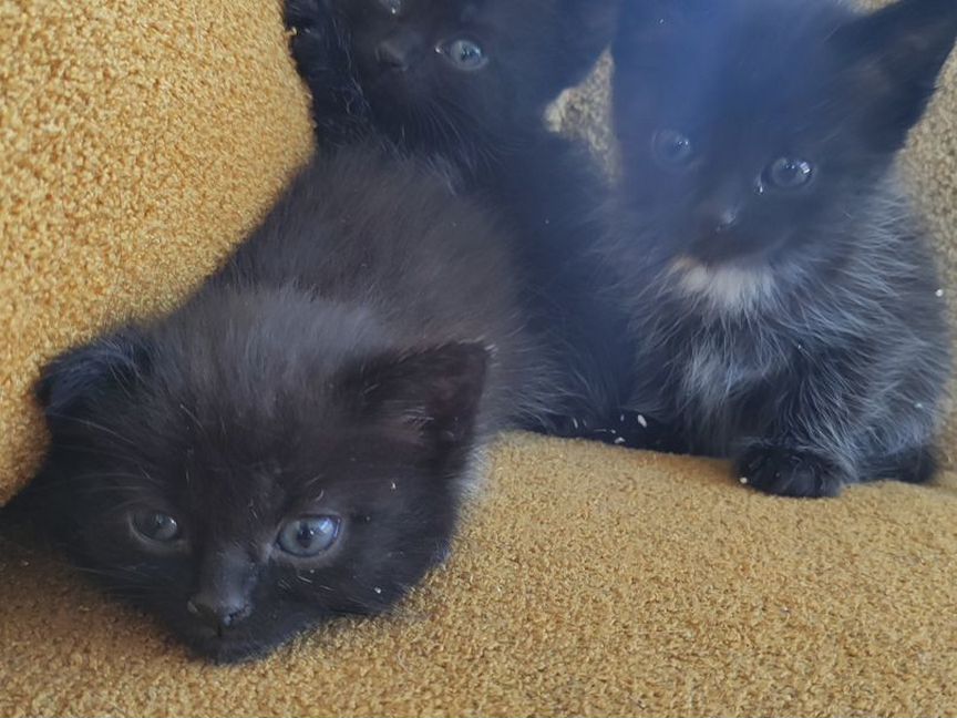Пять чудесных котят ищут семью