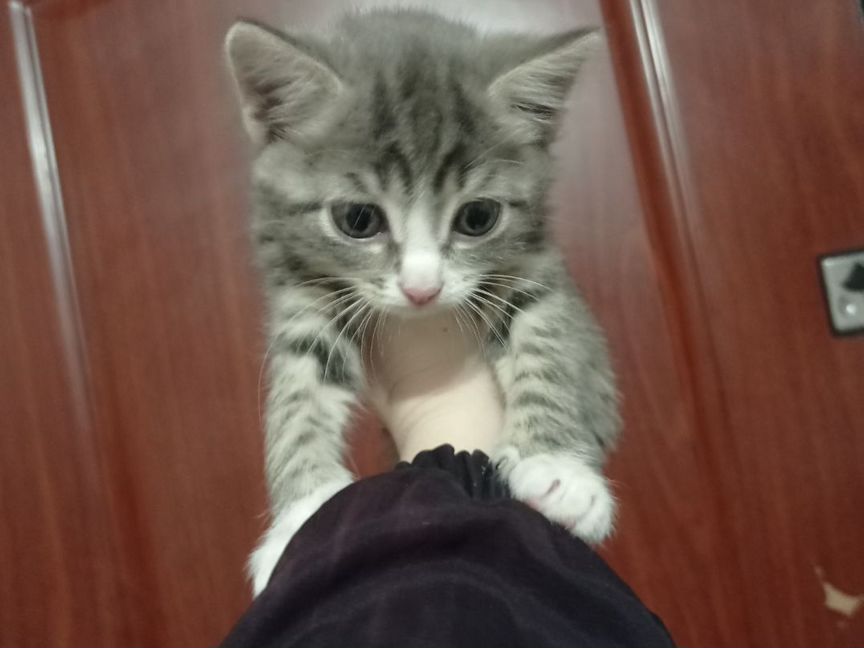 Кошки в добрые руки