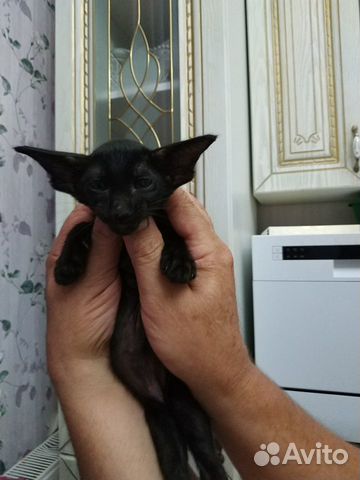 Ори котята экстрим ушки