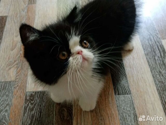 Экзотические котята