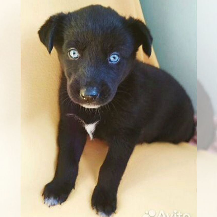 Щенок в добрые руки