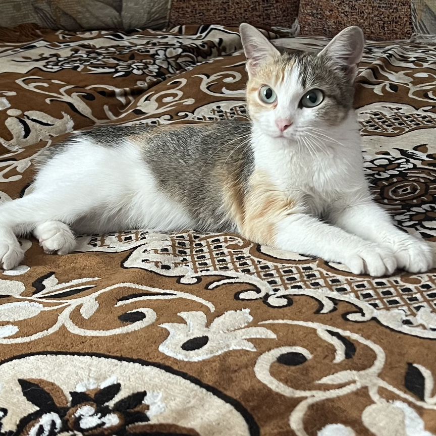 Котята в добрые руки бесплатно