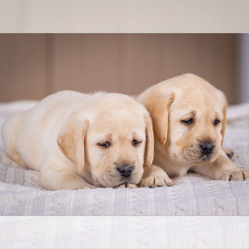 Лабрадор-ретривер, щенок