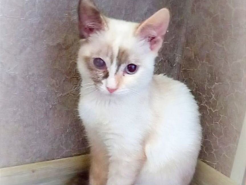 Отдаю котенка в добрые руки