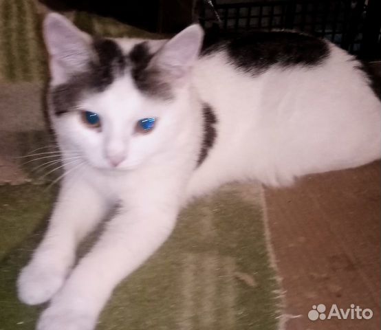 Кот Маркус в добрые руки