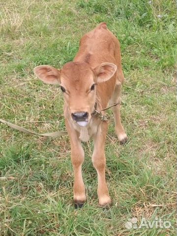 Телята бычки