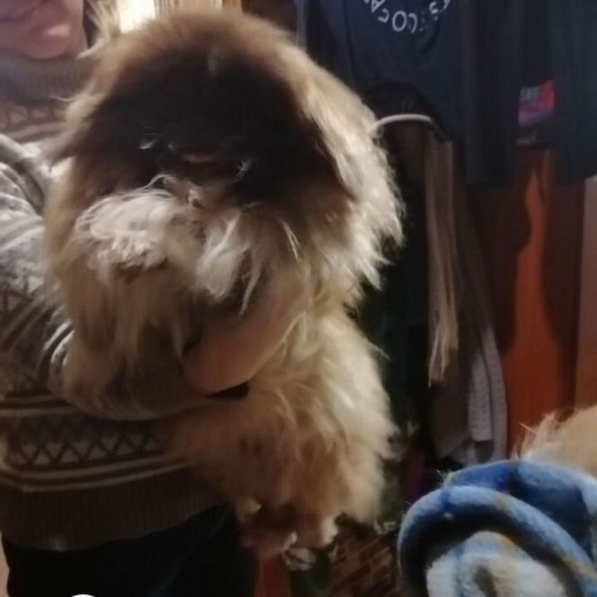 Щенок пекинеса