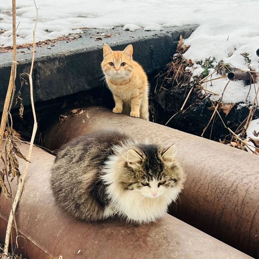 Котята в добрые руки