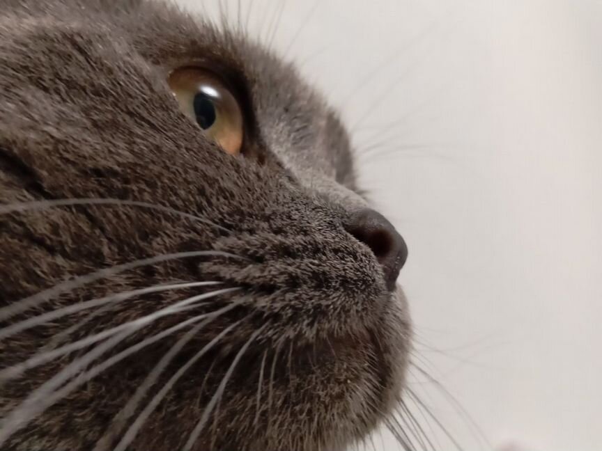 Шотландский кот вязка