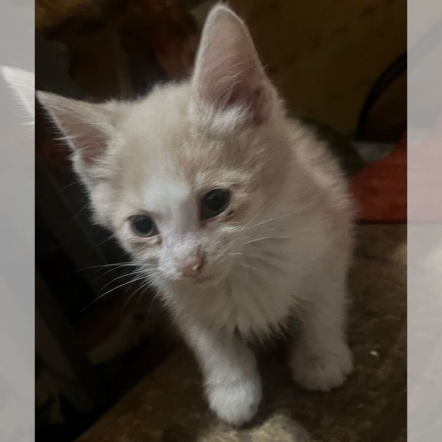 Сибирский котёнок