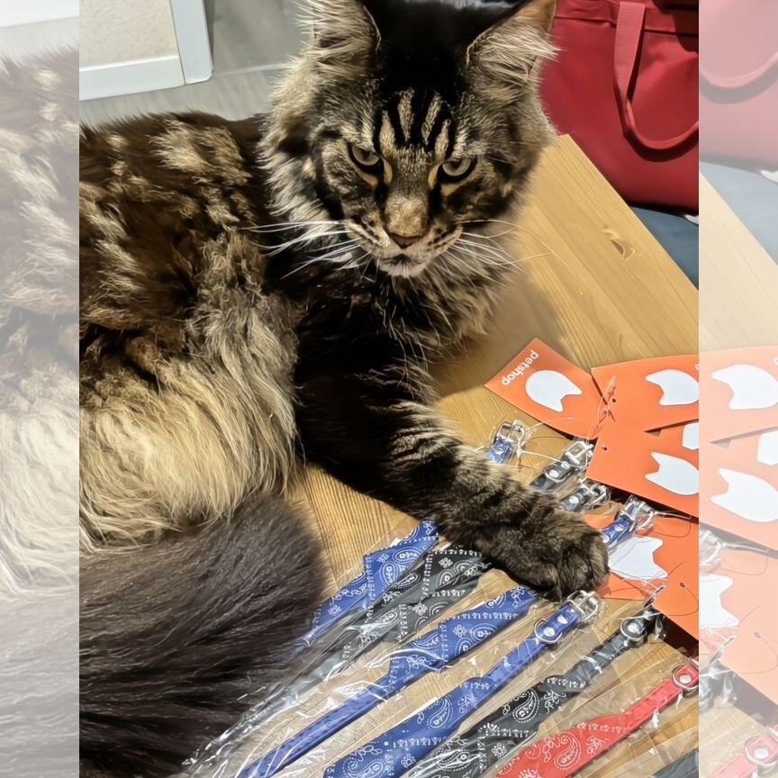 Ошейник для собак и кошек