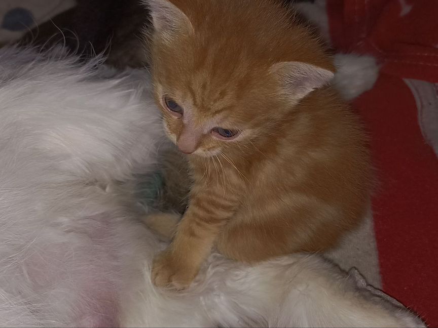 Котята в добрые руки бесплатно