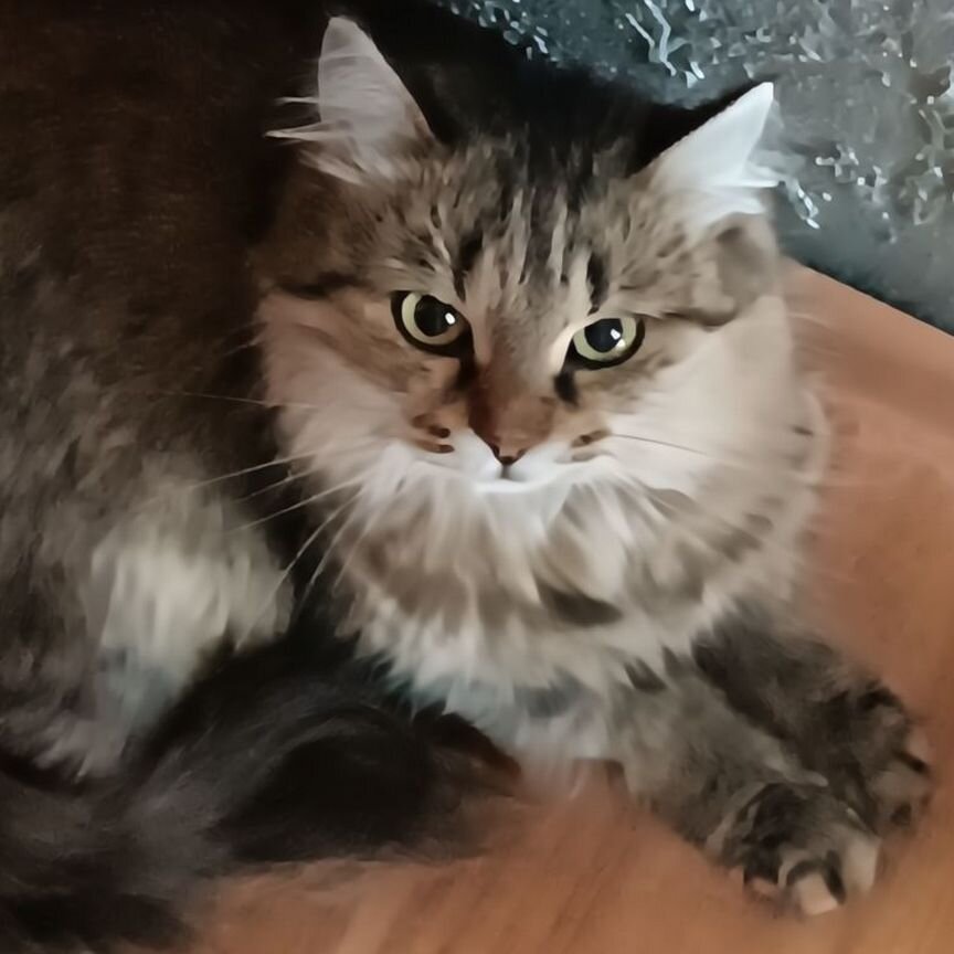 Взрослая, Девочка кошка в добрые руки