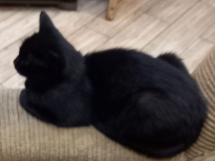 Отдам бесплатно кошку стерилизованную