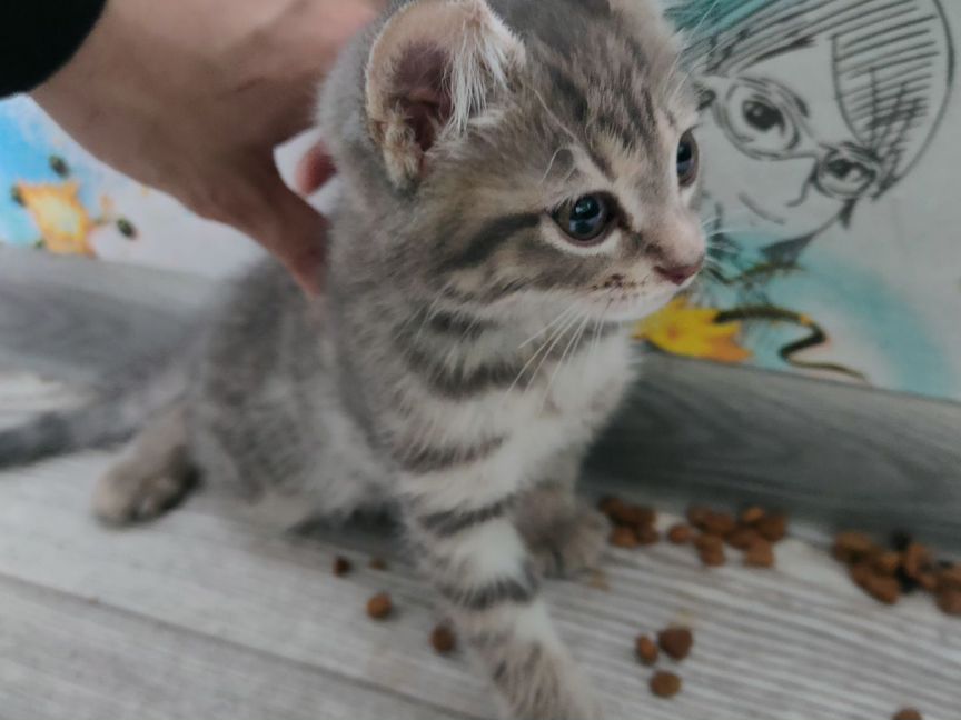 Ищем котенку дом