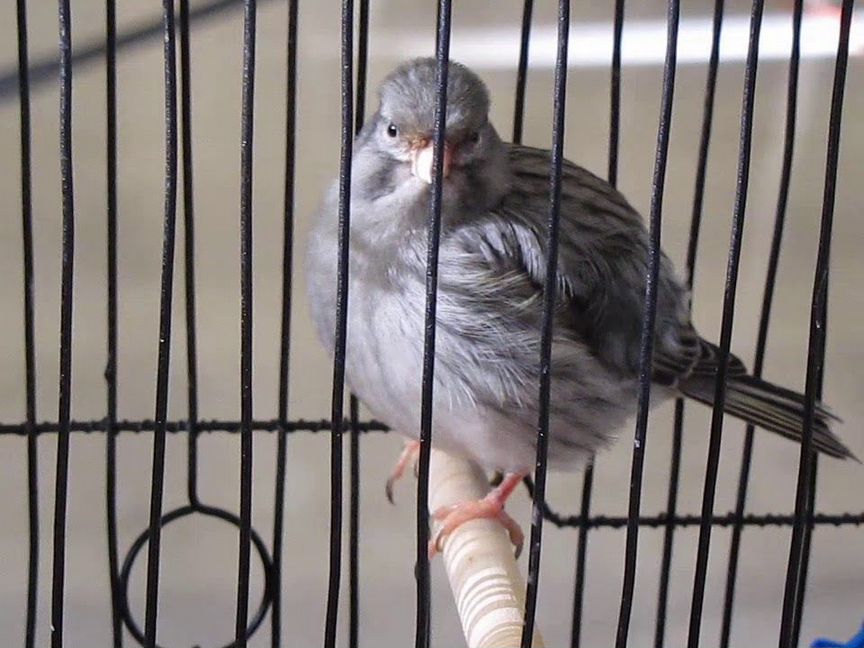 Кенар серый