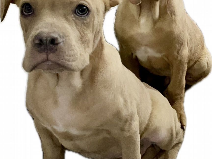 Щенок кане корсо мальчик