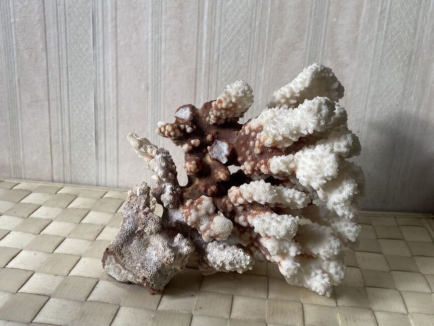 Морские кораллы