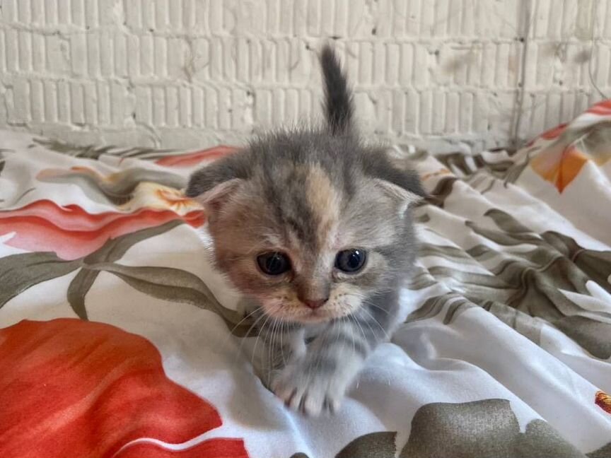 Шотландские вислоухие котята