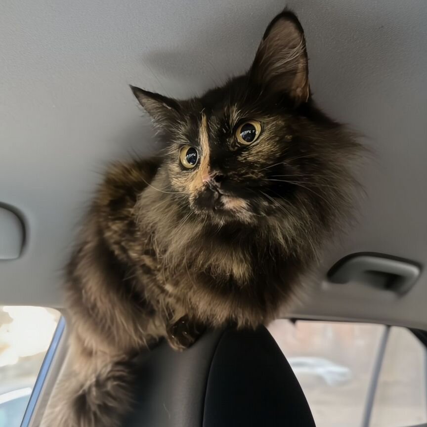 Взрослая кошка в добрые руки