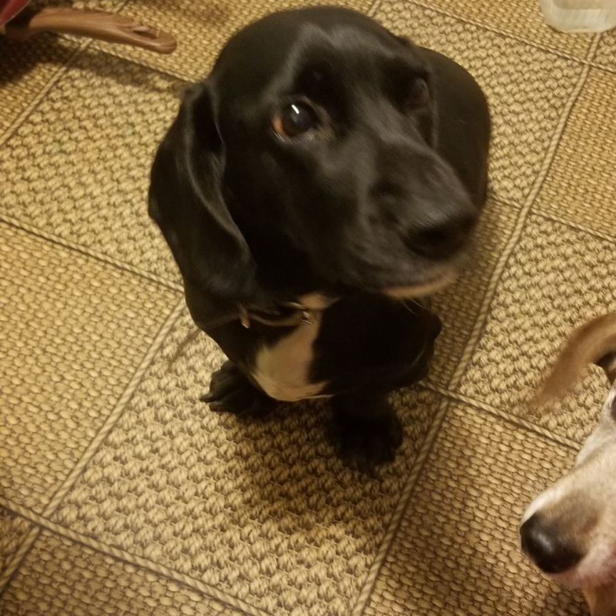 Маленькую собачку отдам в добрые руки