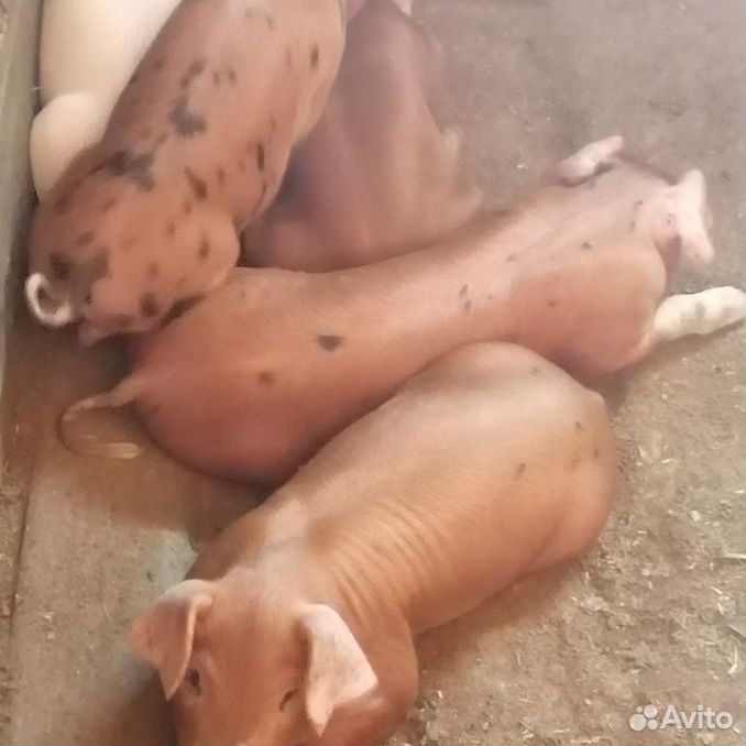 Поросенок Ландрас, Дюрок