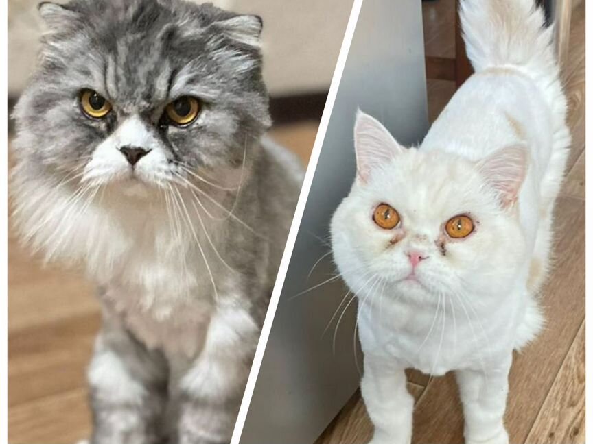 Шотландские кастрированные коты, привезём