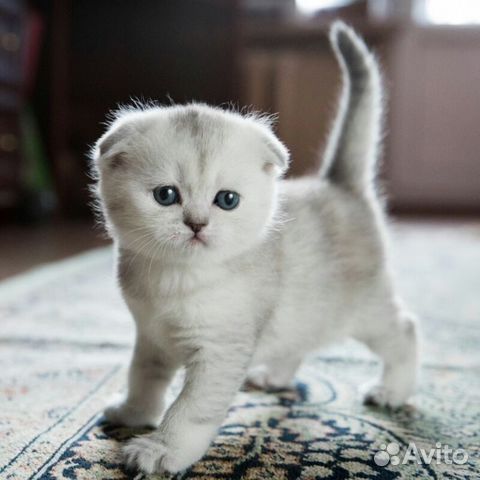 Шотландские вислоухие серебристые котята и страйты