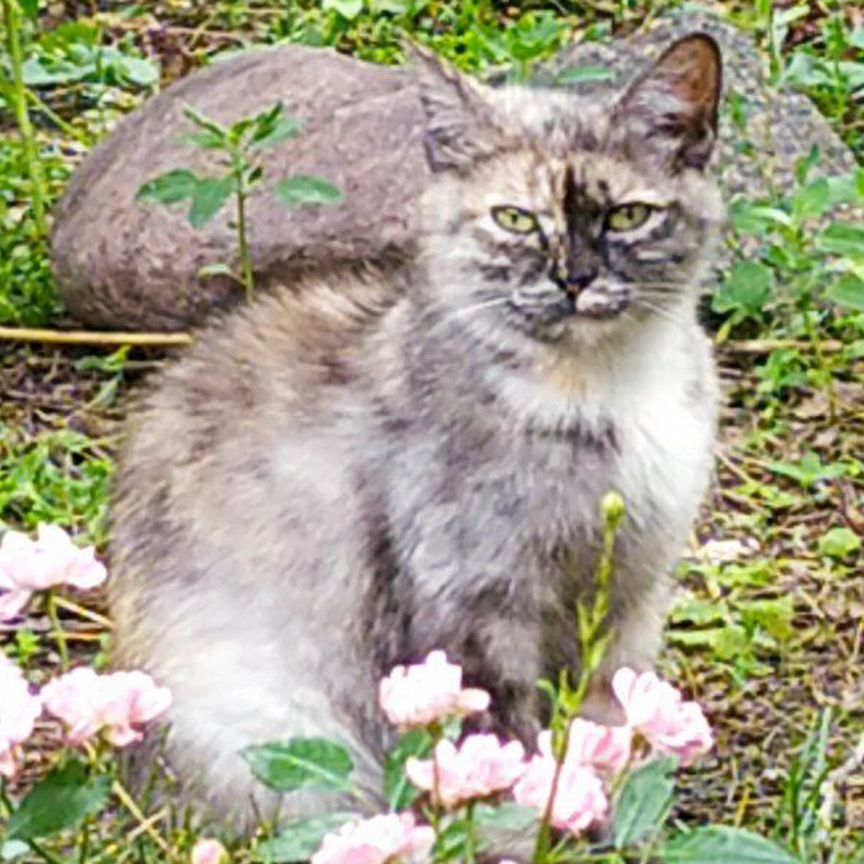 Камуфляжа,1 год