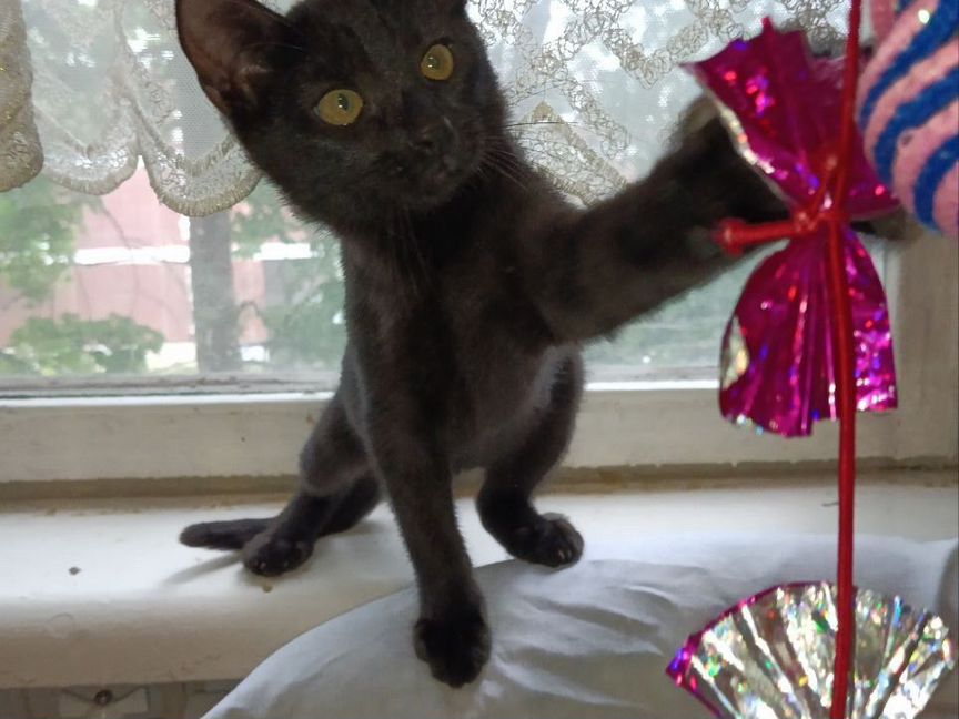 Котенок мальчик