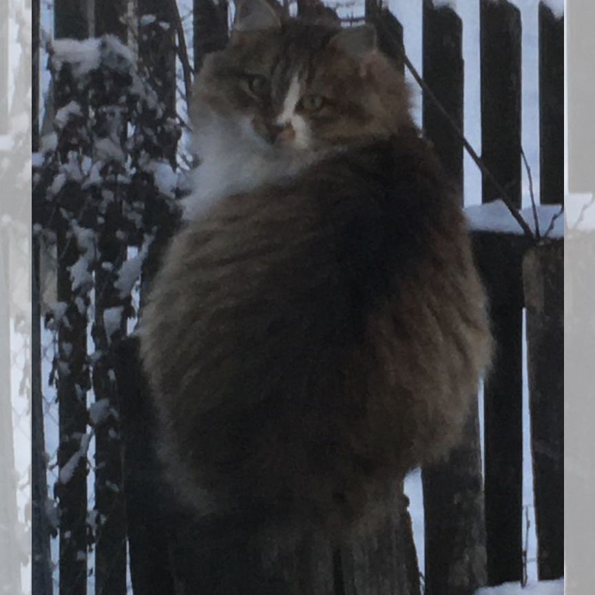Отдам кошку мышеловку