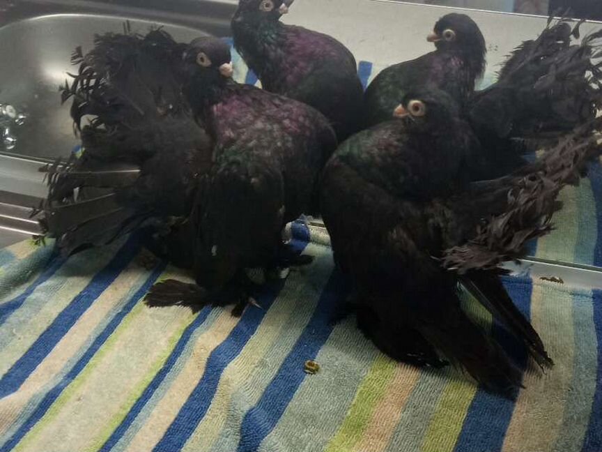 Голуби статные