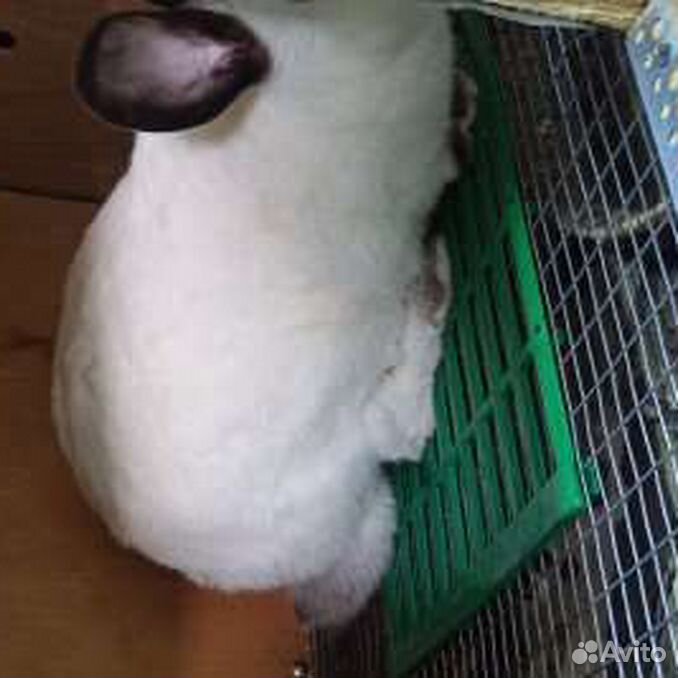 Калифорния и Помесные кролики