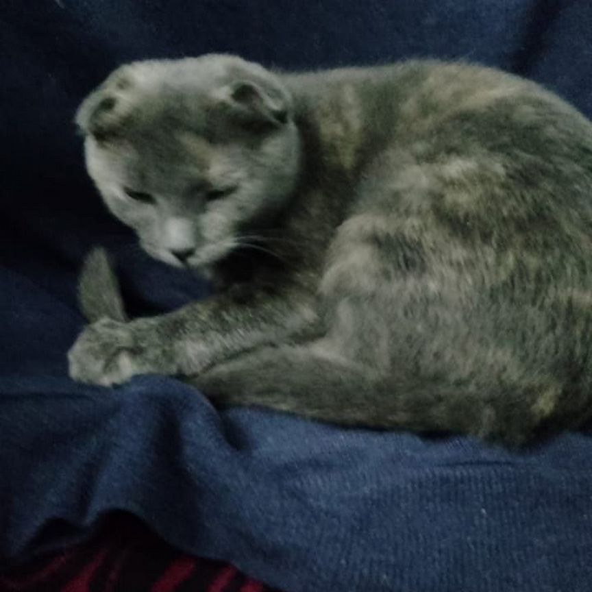 Кошки