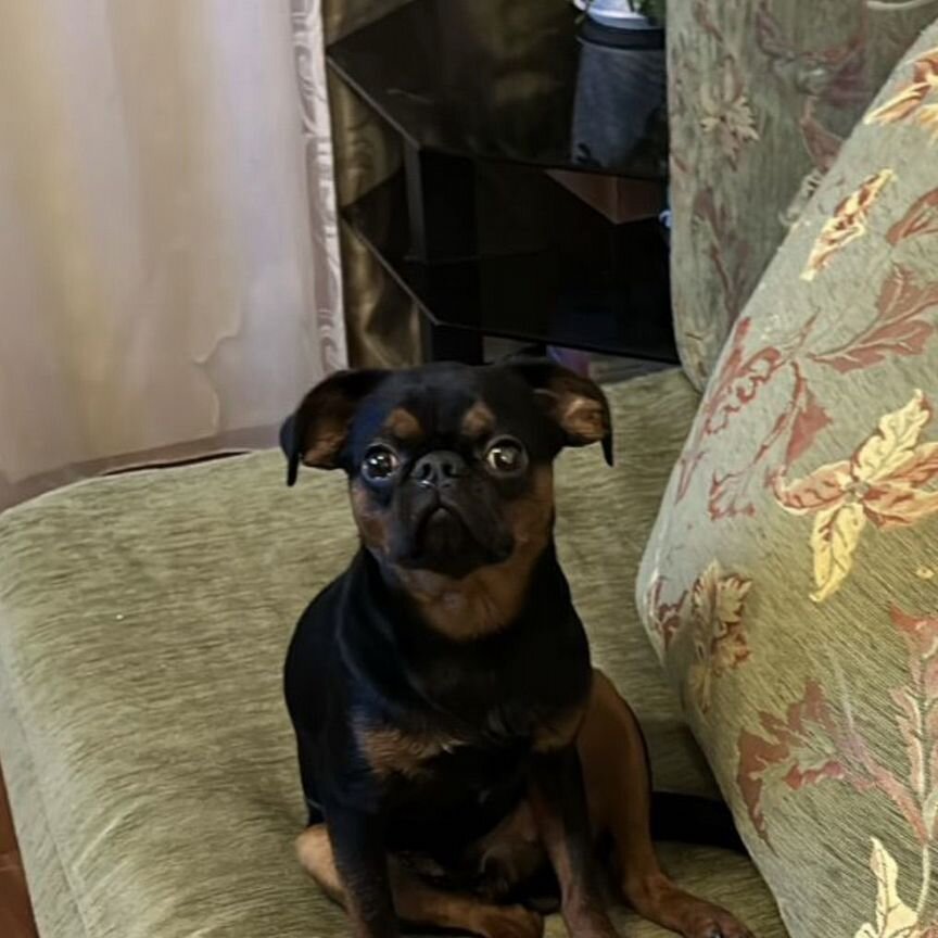 Пти брабансон