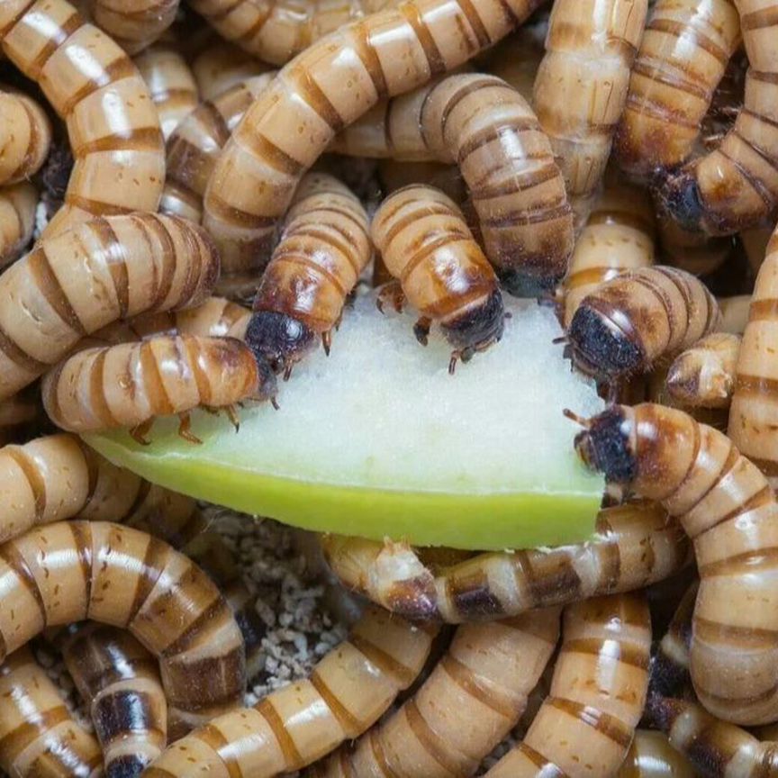 Личинки зофобаса