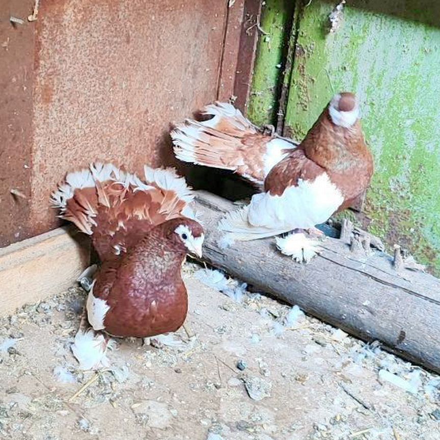 Ленточные от 3т голова