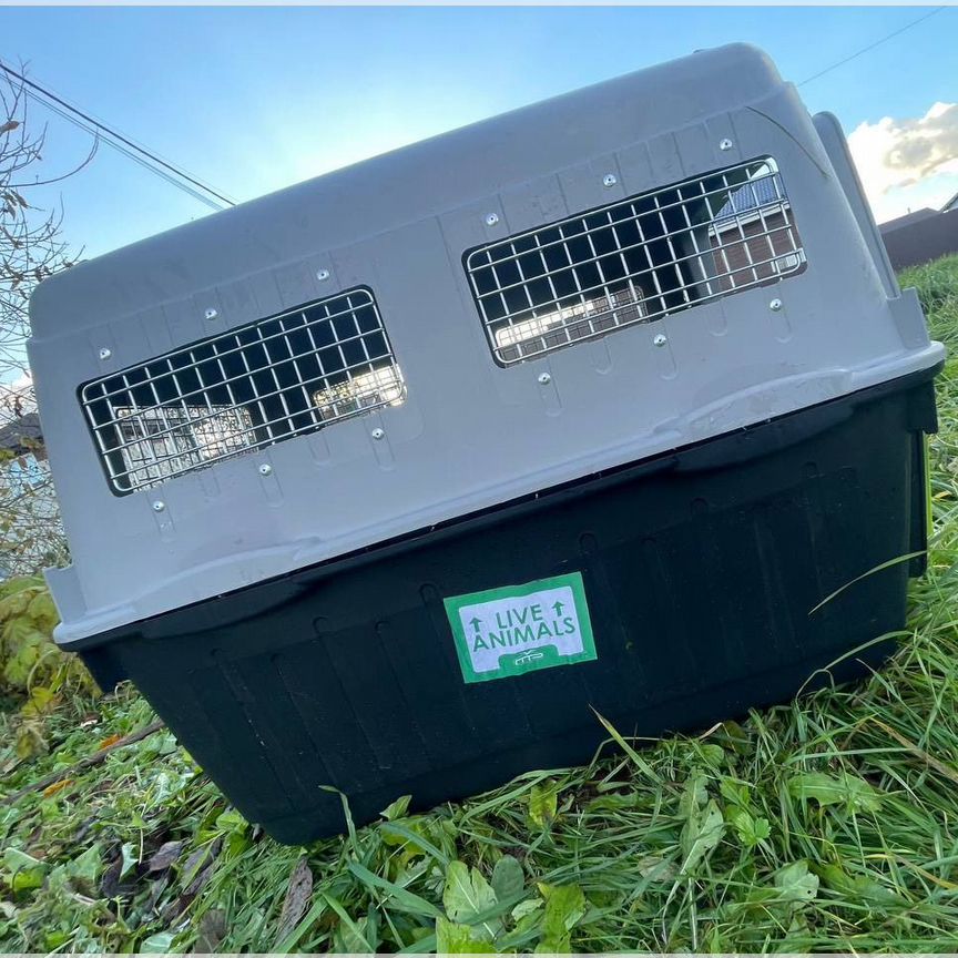 Переноска для крупных собак в самолет